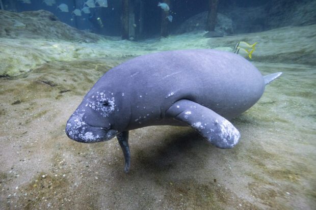 SeaWorld, ZooTampa prep to release manatees back into ocean