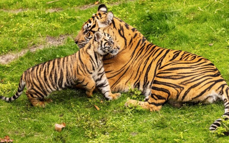 Best of Baby Bakso, the new tiger cub at Disney's Animal Kingdom