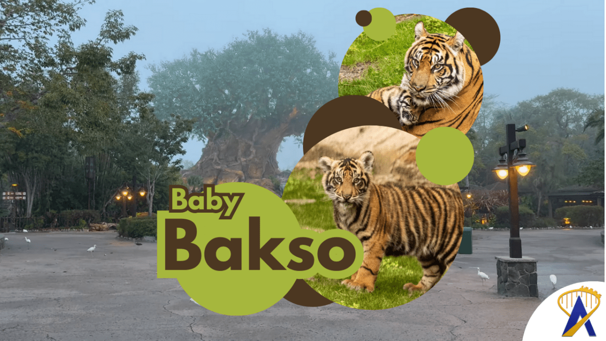 Best of Baby Bakso, the new tiger cub at Disney's Animal Kingdom