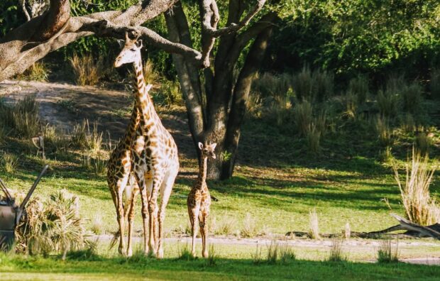 Baby giraffe Tucker debuts at Disney's Animal Kingdom on Safari