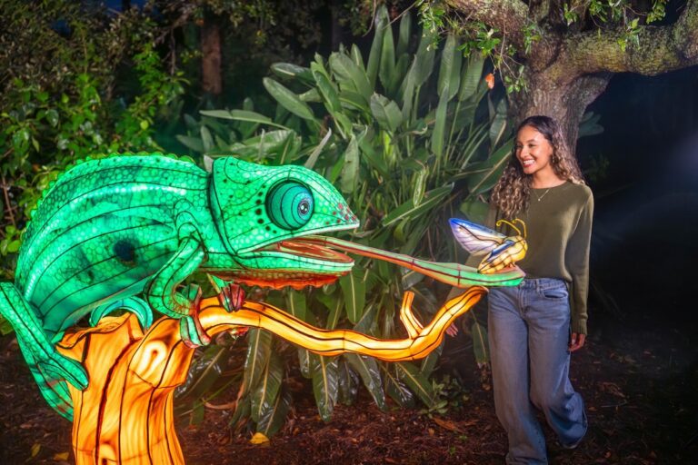 Aquatica Illuminate | Nighttime lantern event with new train ride